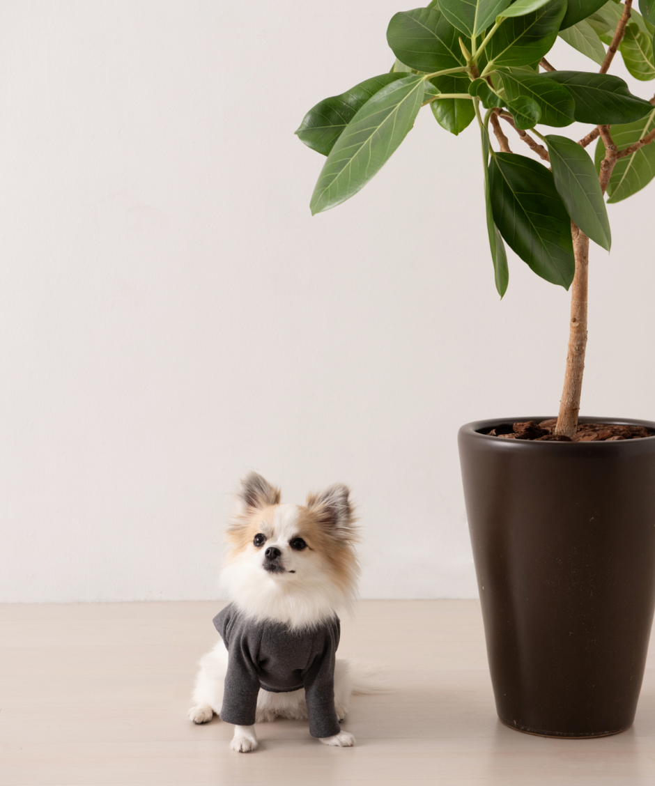 Tops（トップス）|【無地 シンプルな犬服・ドッグウェア】COTIRA公式_サステナブル・日本製